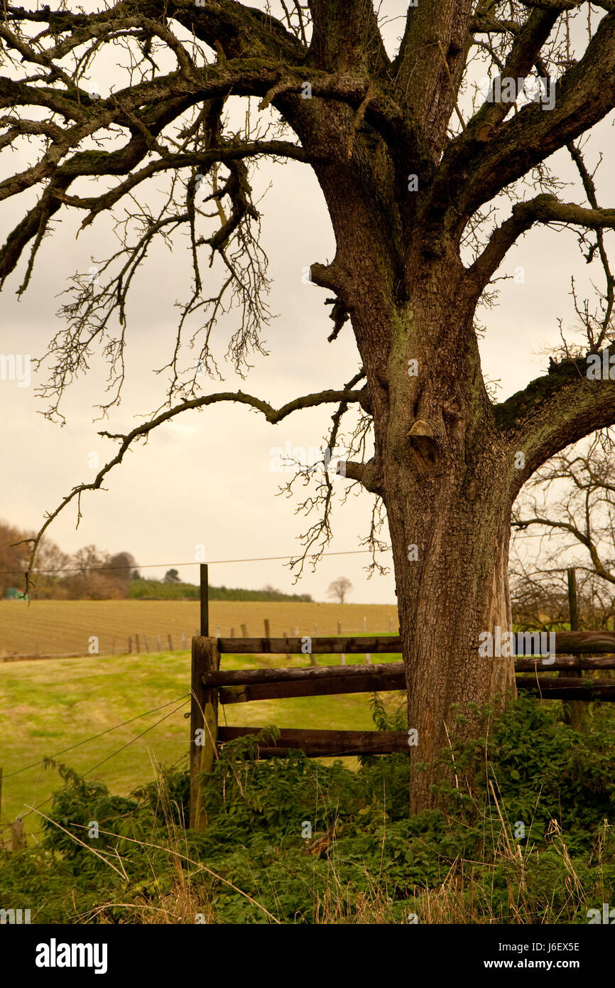 tree hill fence creepy wooden fence meadow grass lawn green old ...