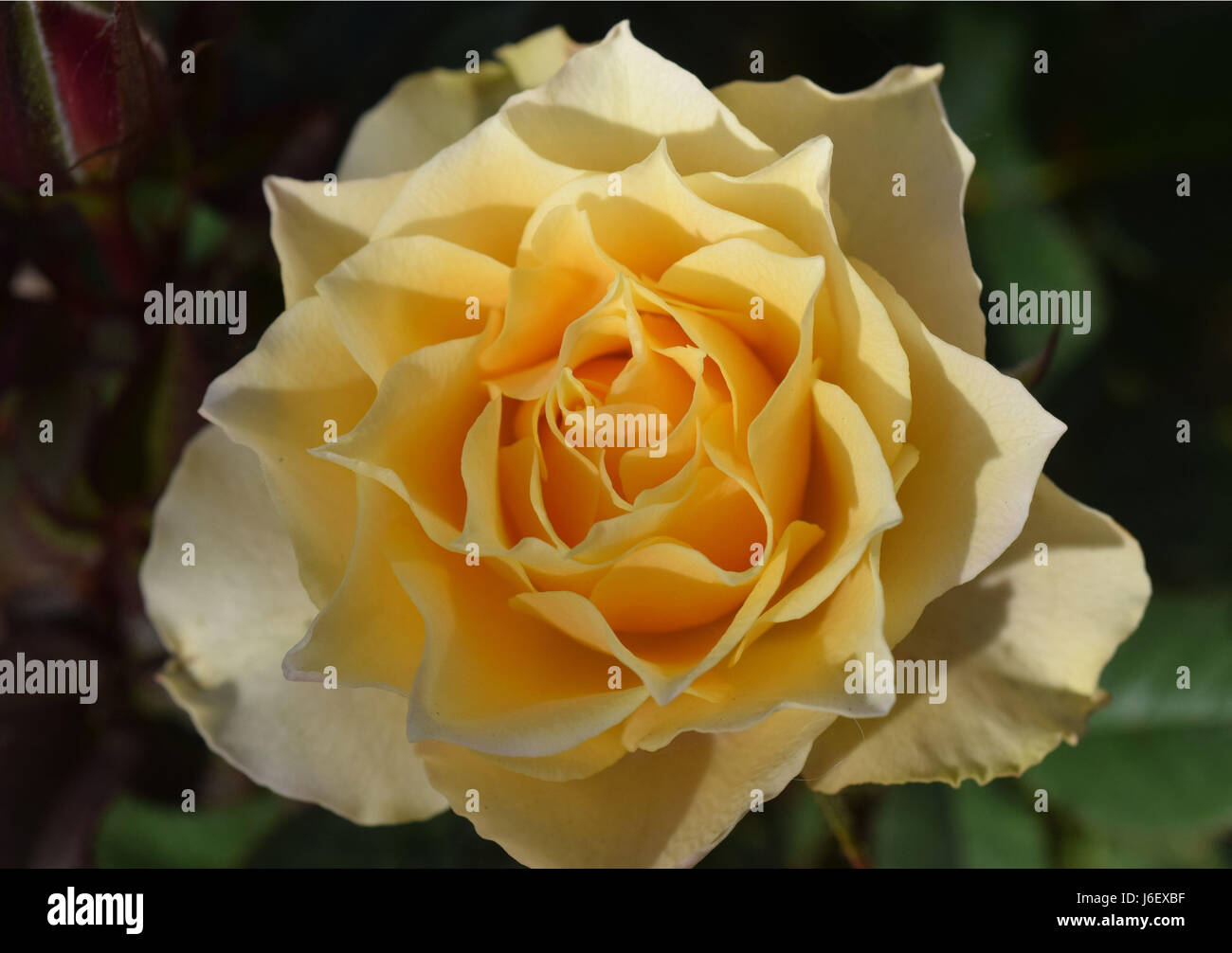 portrait of rose Stock Photo - Alamy