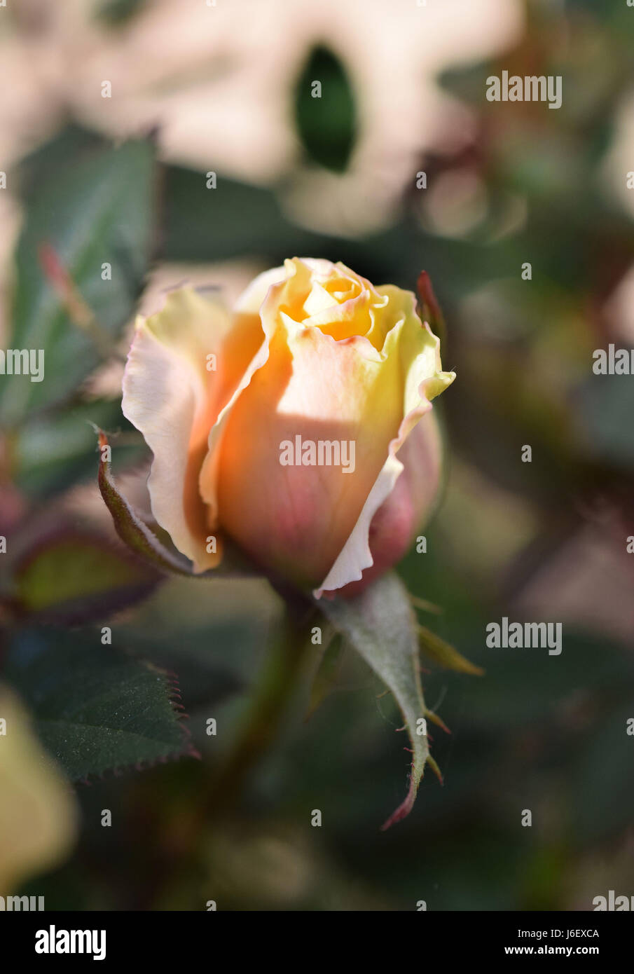 Rose bud close up hi-res stock photography and images - Alamy