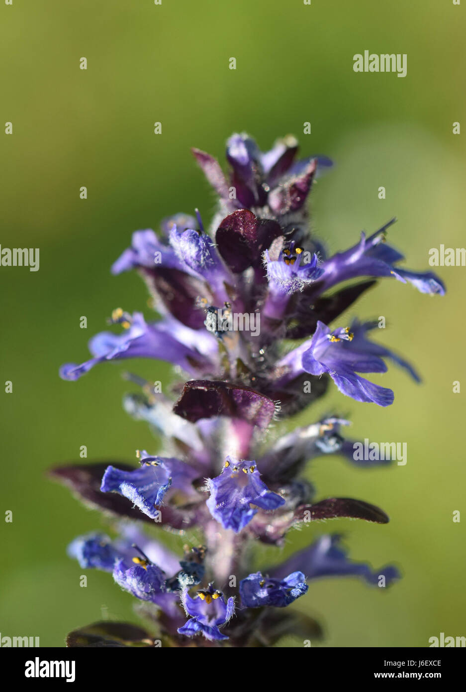 Ajuga perennial flower hi-res stock photography and images - Alamy