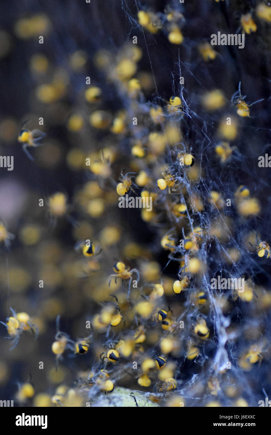 Spiders nest hi-res stock photography and images - Alamy