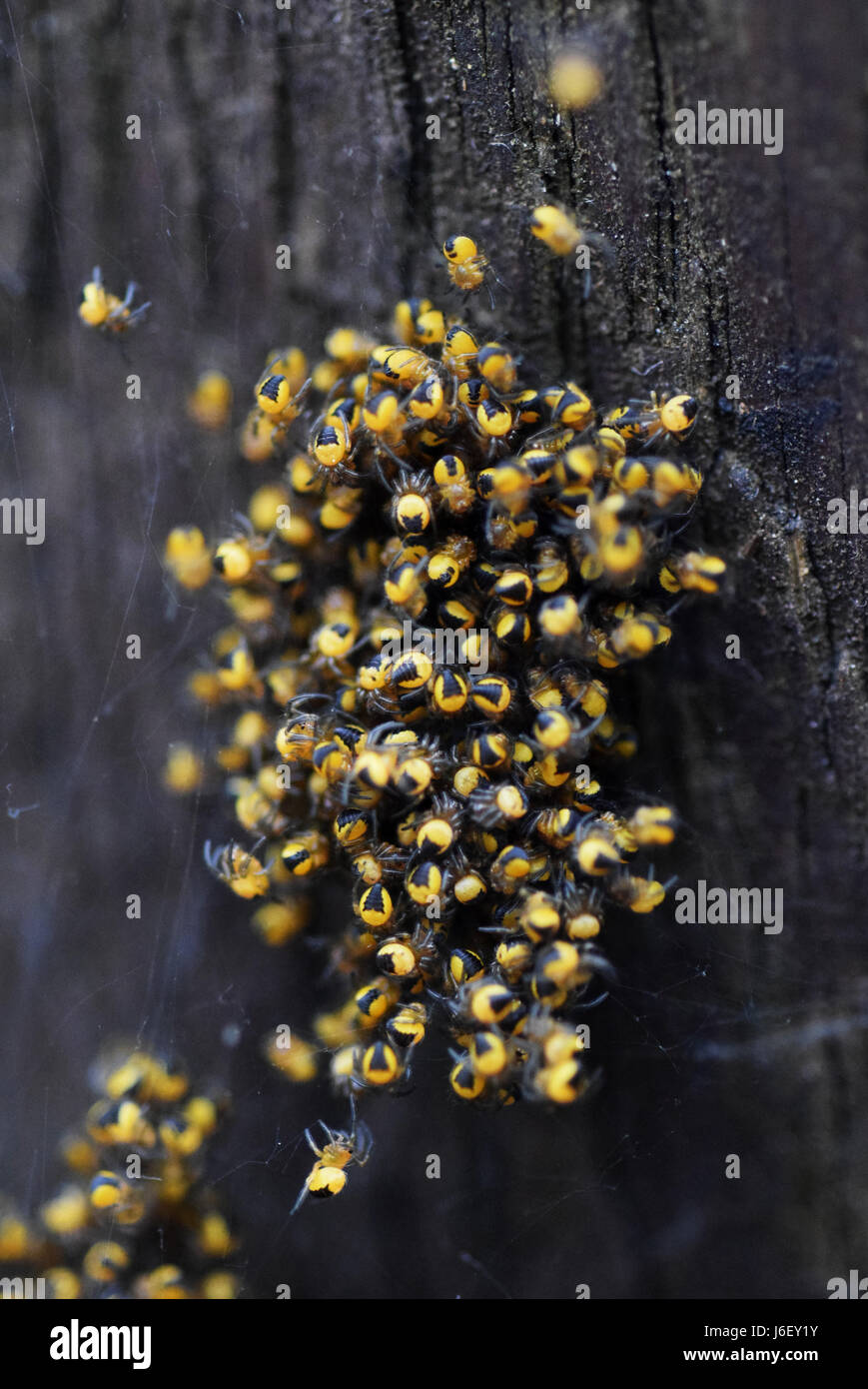 Baby yellow spiders hi-res stock photography and images - Alamy