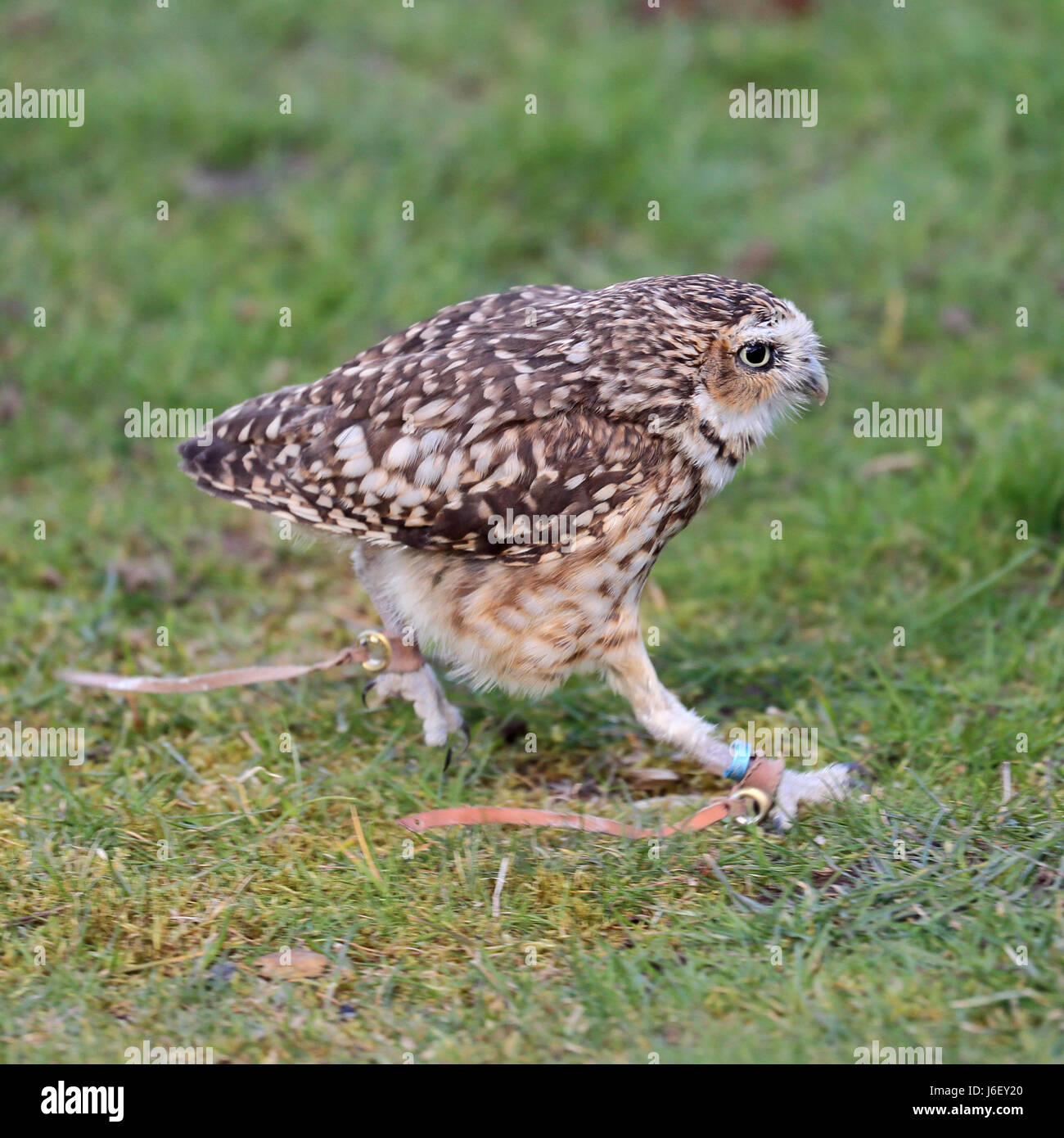 Long legged owl hi-res stock photography and images - Alamy