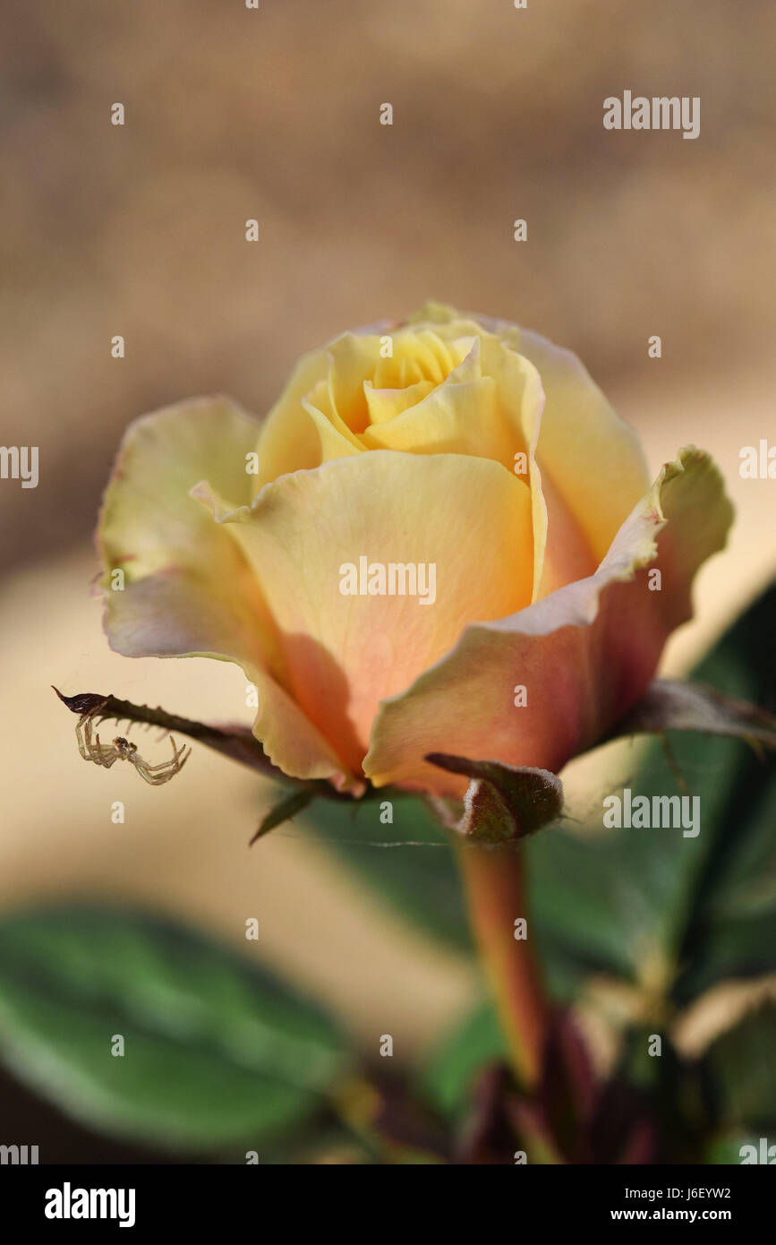 Spider rose flower hi-res stock photography and images - Alamy