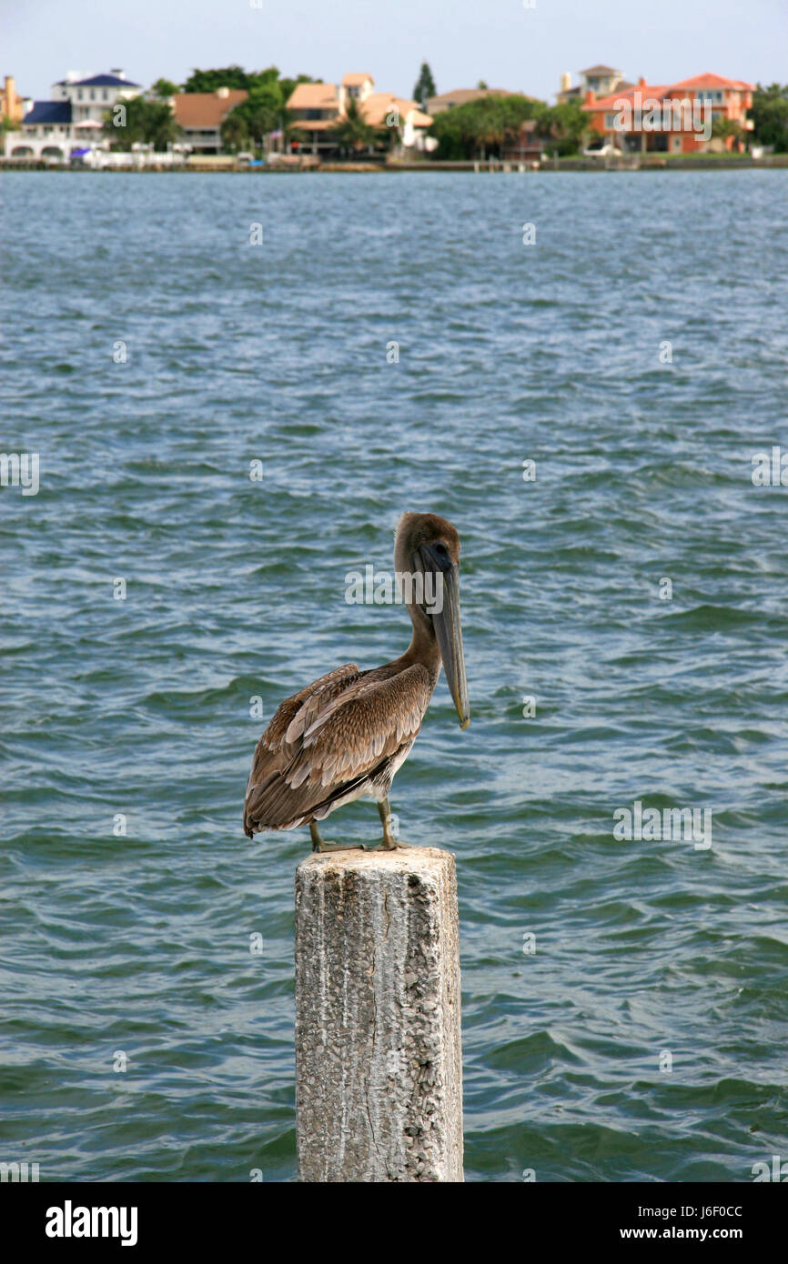 Pelican legs hi-res stock photography and images - Alamy