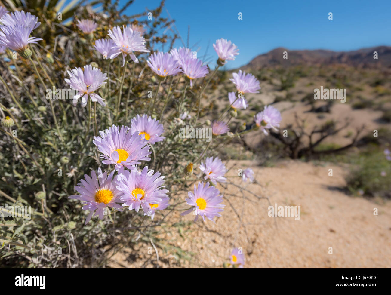 Mojave desert flowers hi-res stock photography and images - Alamy