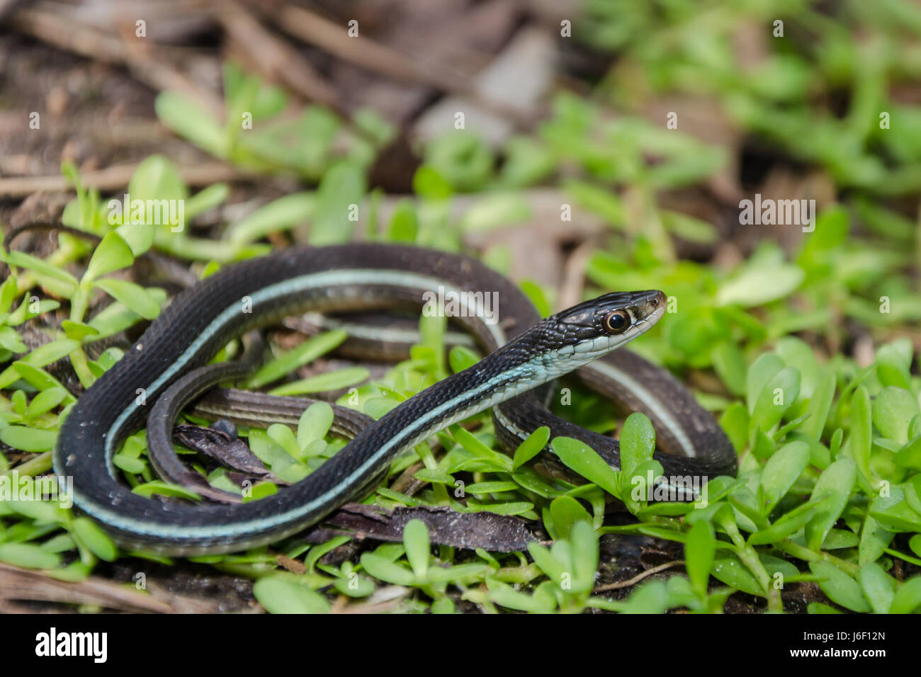 A close up of a Bluestripe Ribbon Snake in Florida Stock Photo - Alamy