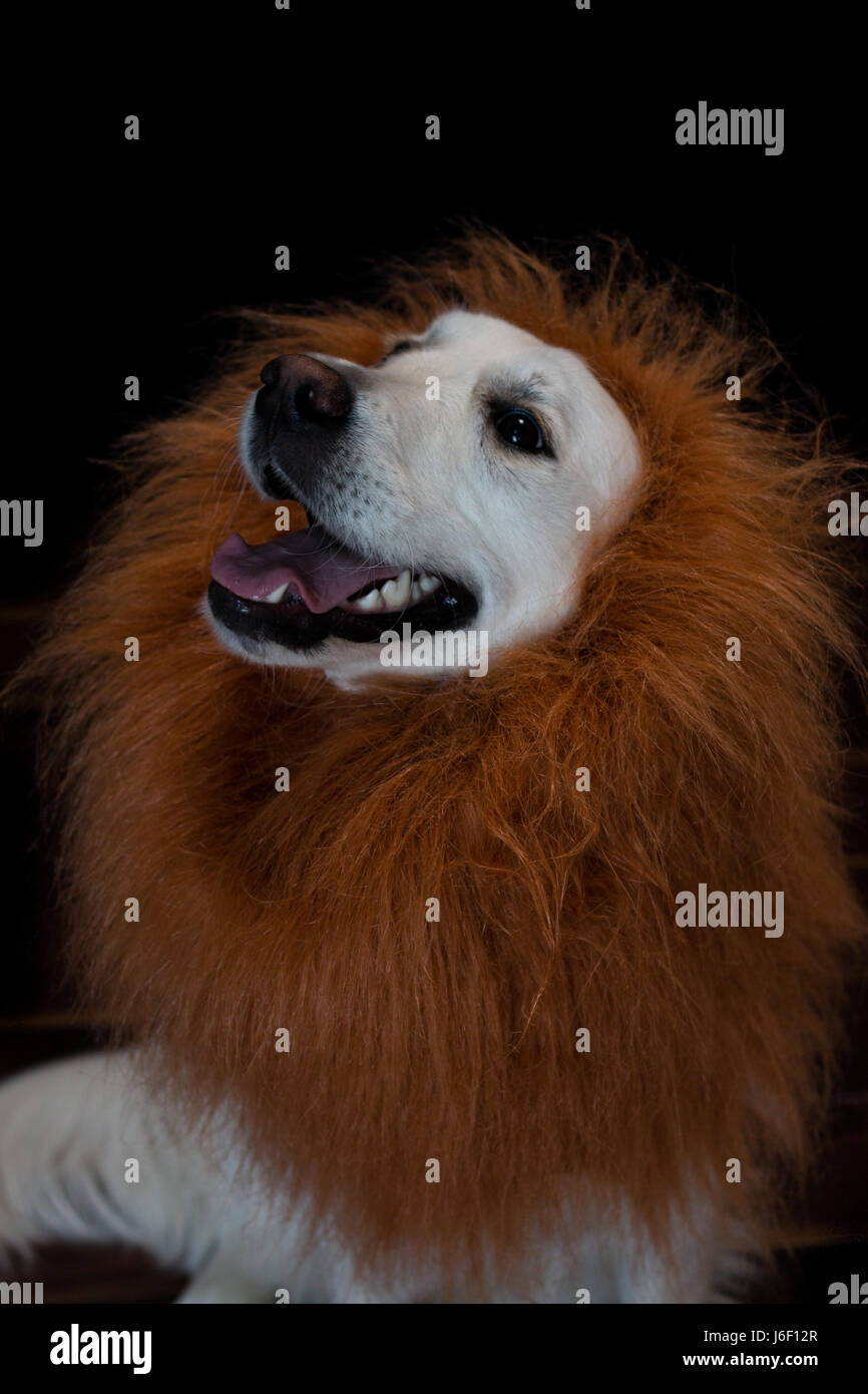 Isolated white golden retriever with a lion made up mane against a ...