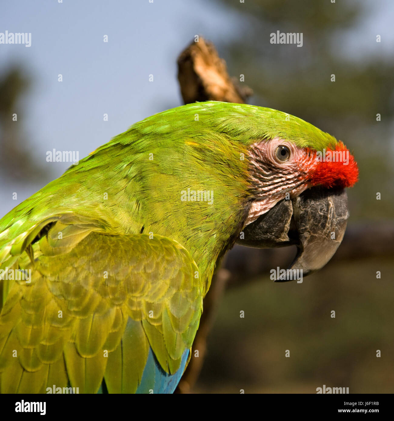 Pet parrots hi-res stock photography and images - Alamy