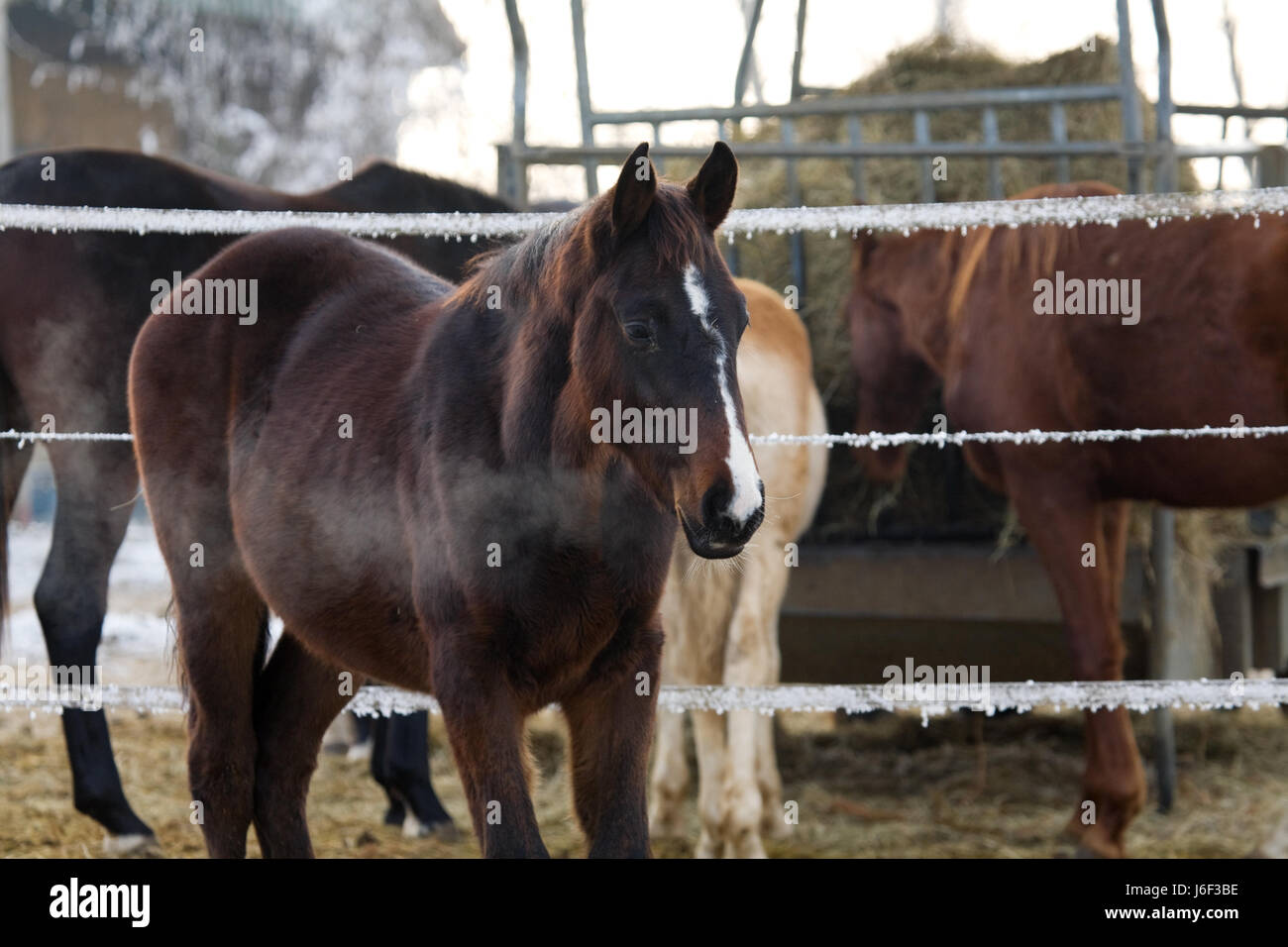 horse winter ripe horses ice hoarfrost waist belt snow bucolic animal ...