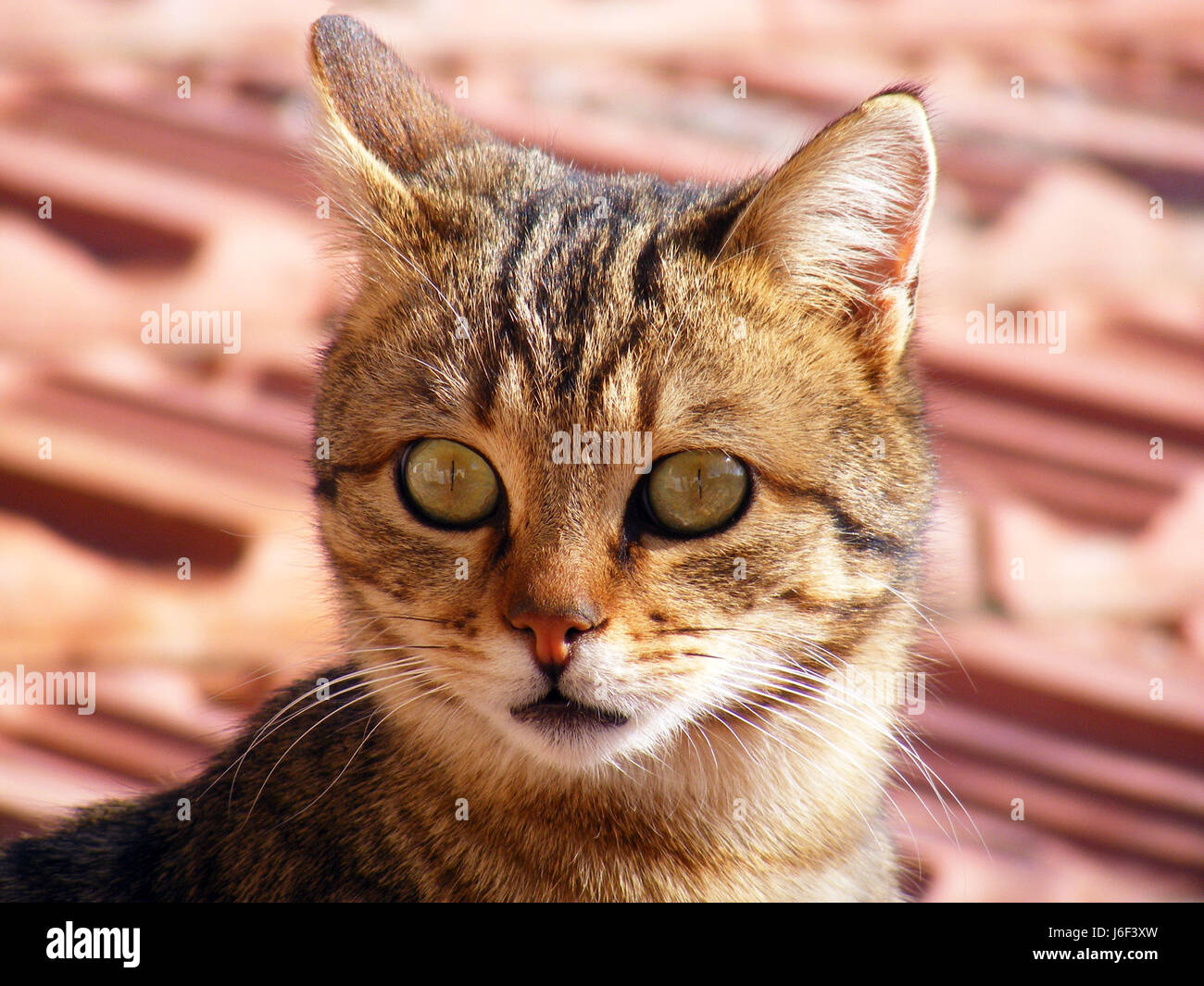 Most Beautiful Pictures Of Cats