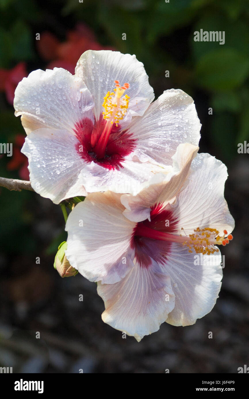 Hawaiian white hibiscus hi-res stock photography and images - Alamy