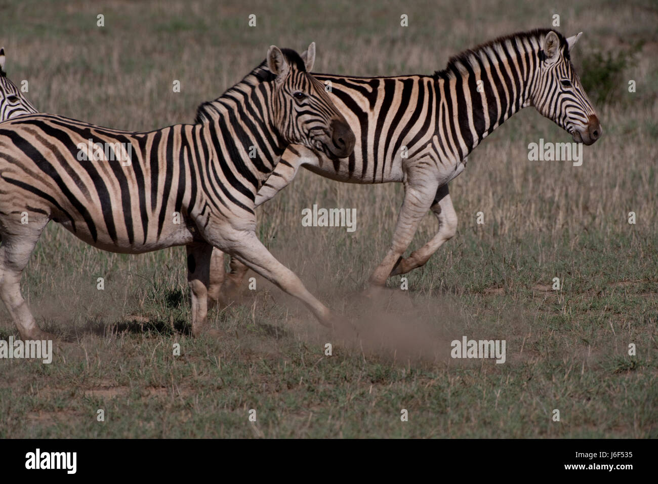 motion postponement moving movement africa dust gallop steppe zebra ...