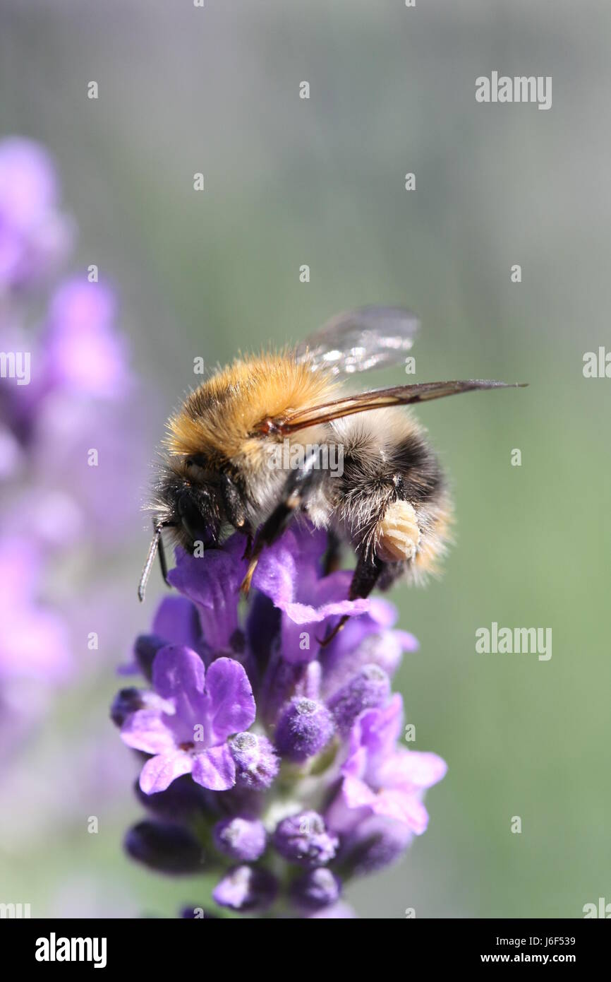 the industrious bee Stock Photo - Alamy