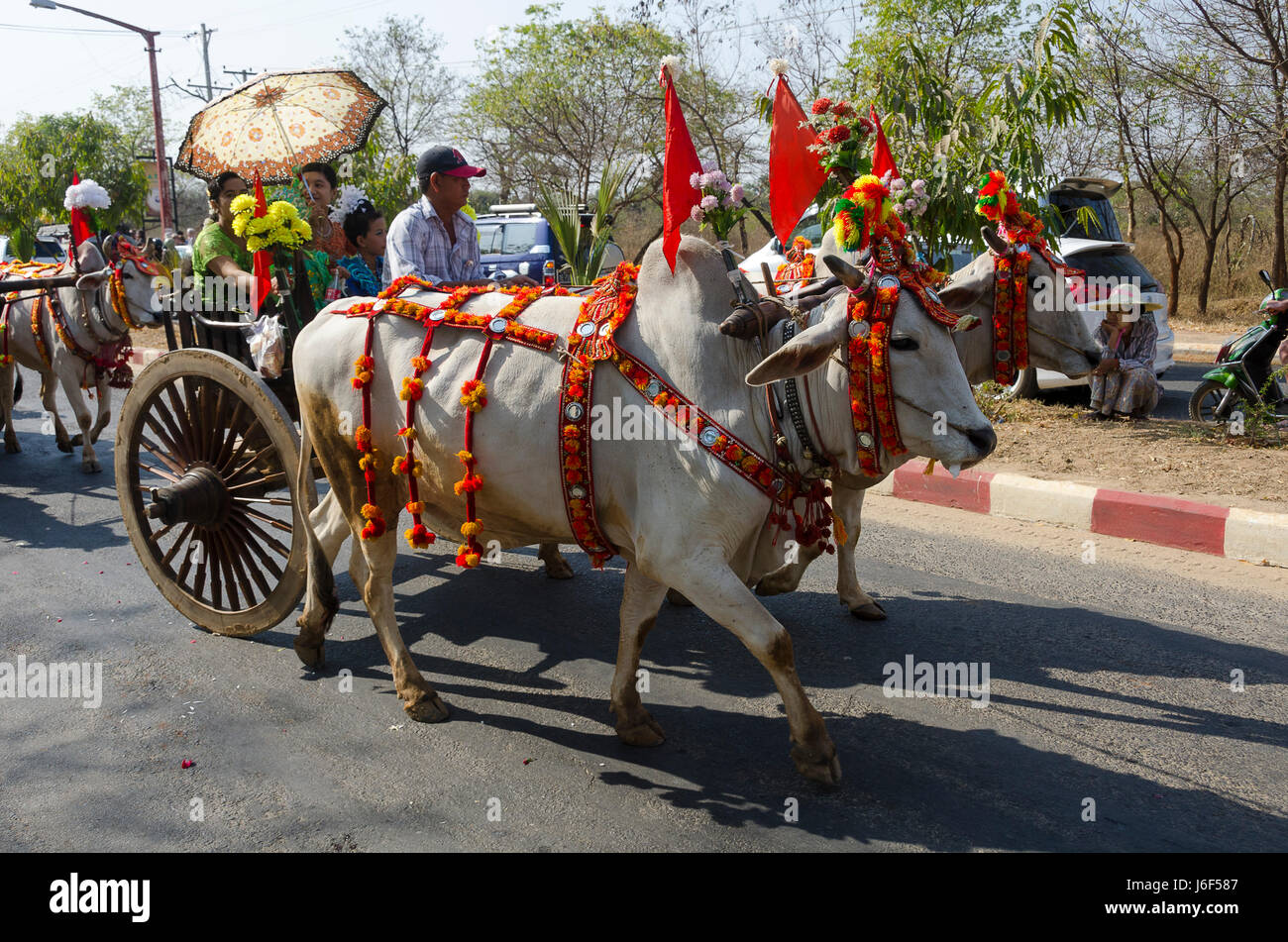 Bagan bullock cart hi-res stock photography and images - Alamy