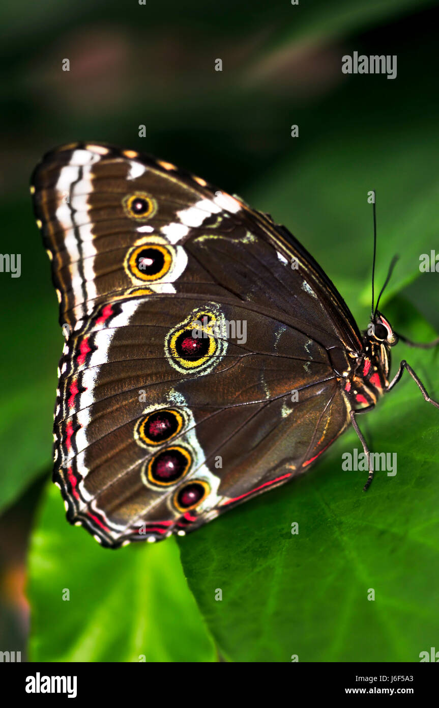 Blue butterfly and leaf hi-res stock photography and images - Alamy