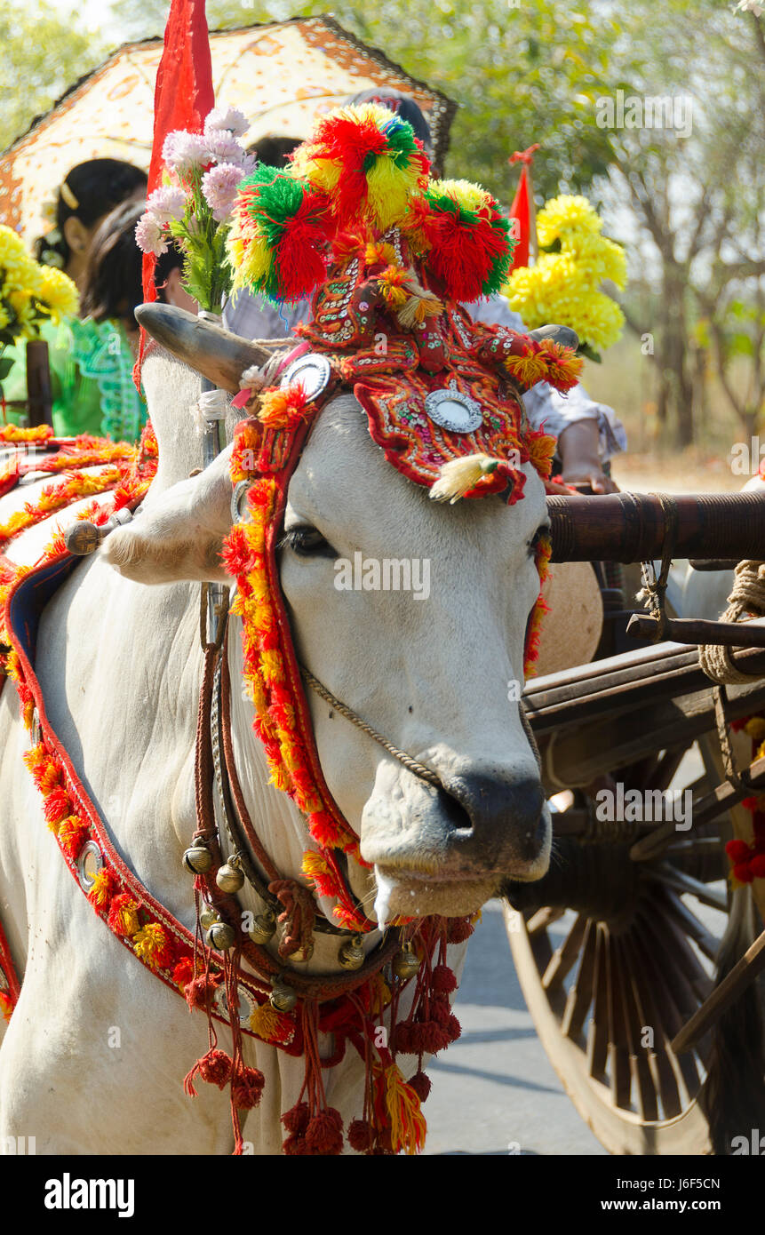 Bullock carts in festival to celebrate children becoming monks, Bagan ...