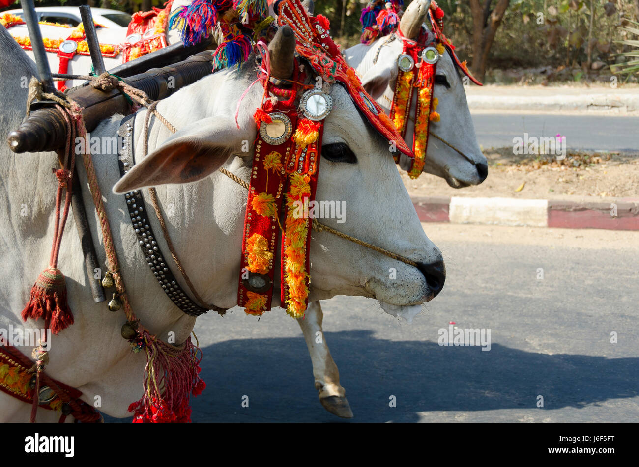 Bullock carts hi-res stock photography and images - Alamy