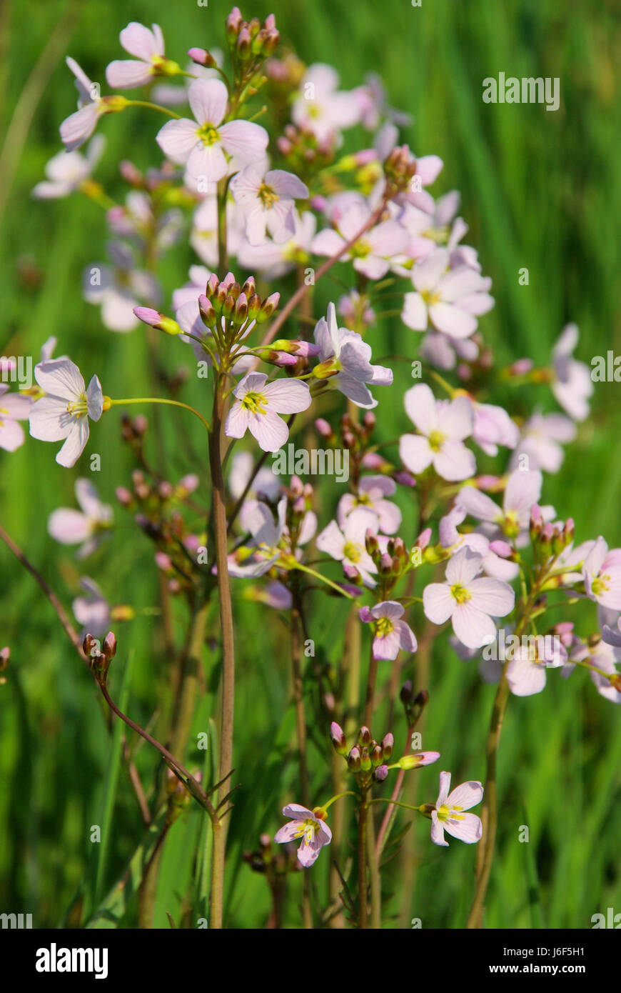 flower plant meadows bitter cress meadow flower plant green bloom ...