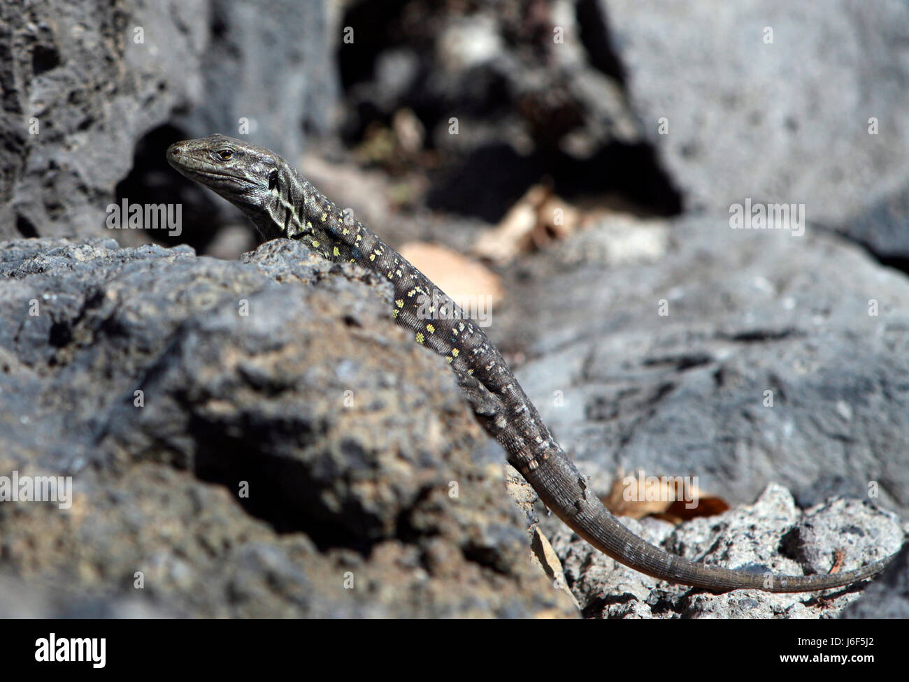 Reptile lizard saurian hovel crawler hi-res stock photography and ...