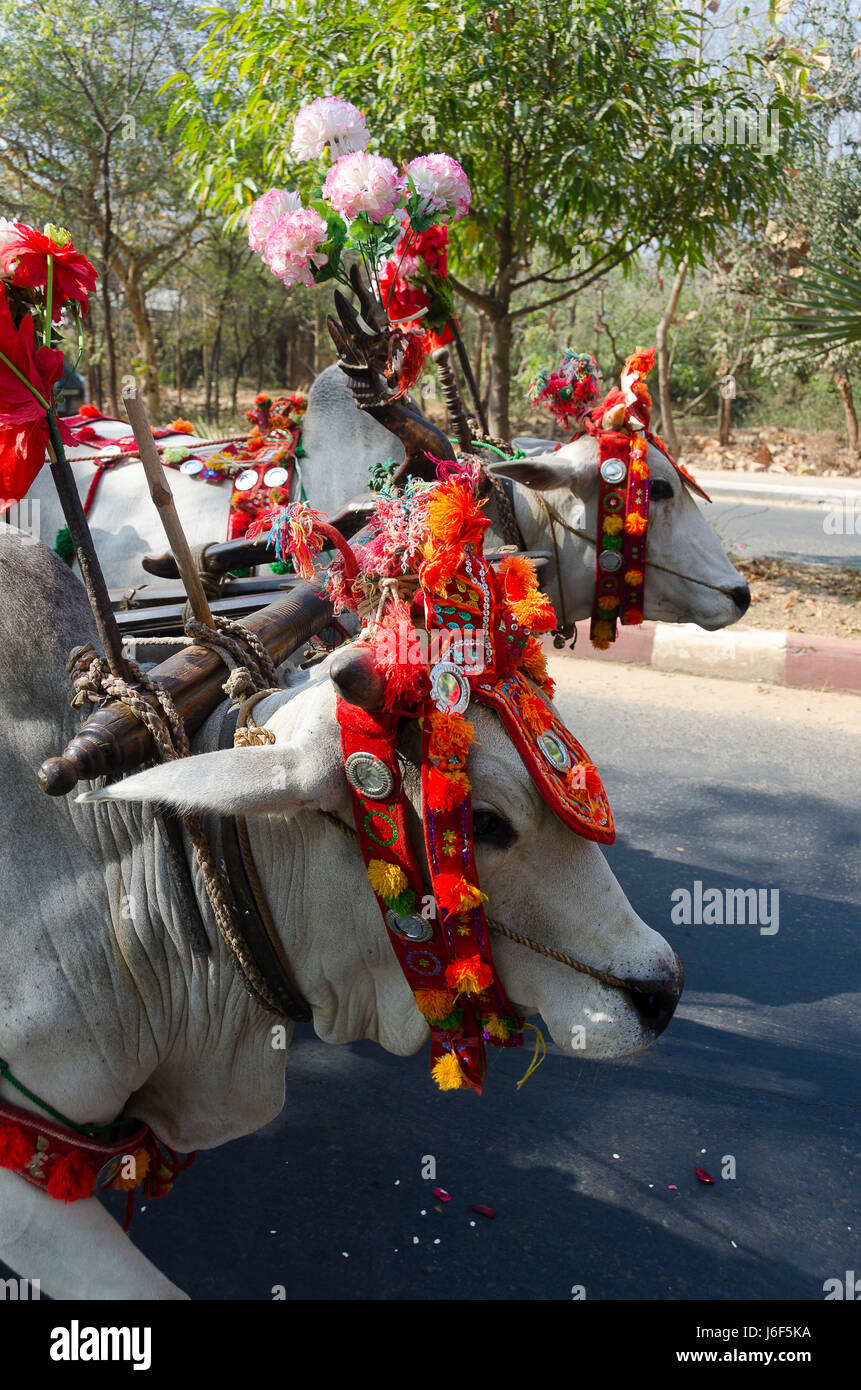 Bullock carts in festival to celebrate children becoming monks, Bagan ...