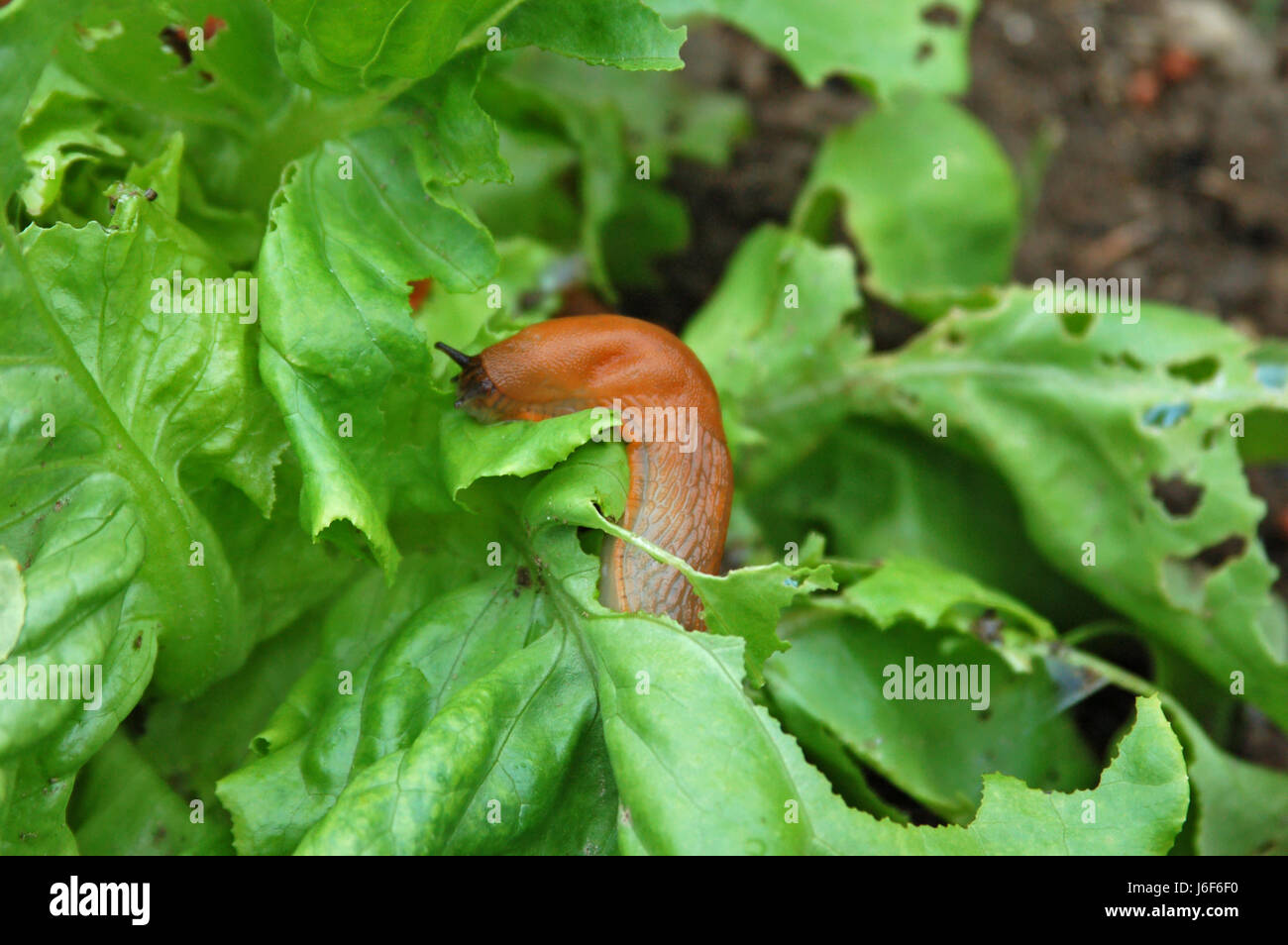 garden vegetable slug snail escargots gardens varmint lettuce salad ...