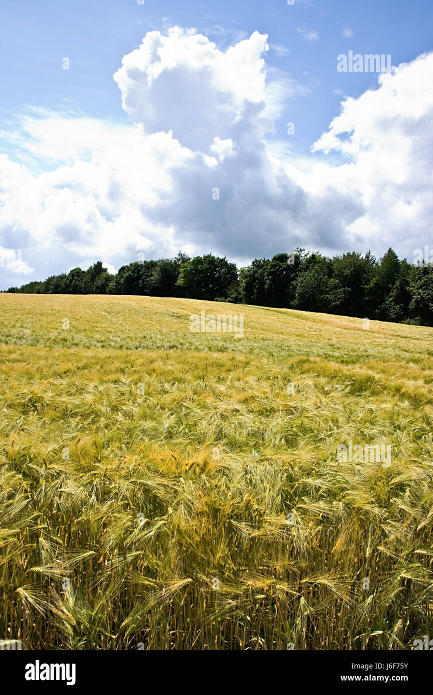 agriculture farming field summer summerly grain harvest corn landscape ...