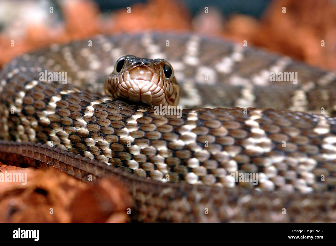 reptile snake reptile hovel snake vertebrate viper skinning to skin ...