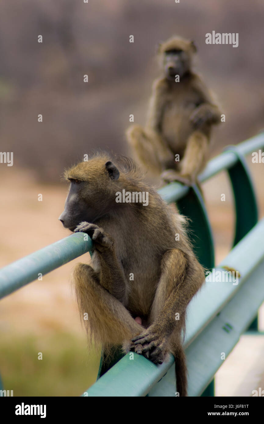 animals monkey watchful apes south africa baboon animal mammal national ...