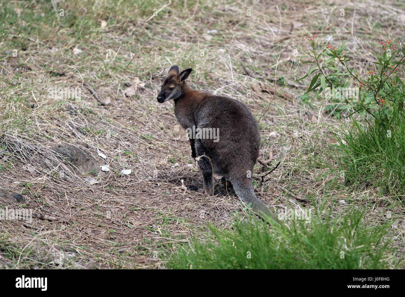 kangaroo in nature Stock Photo - Alamy