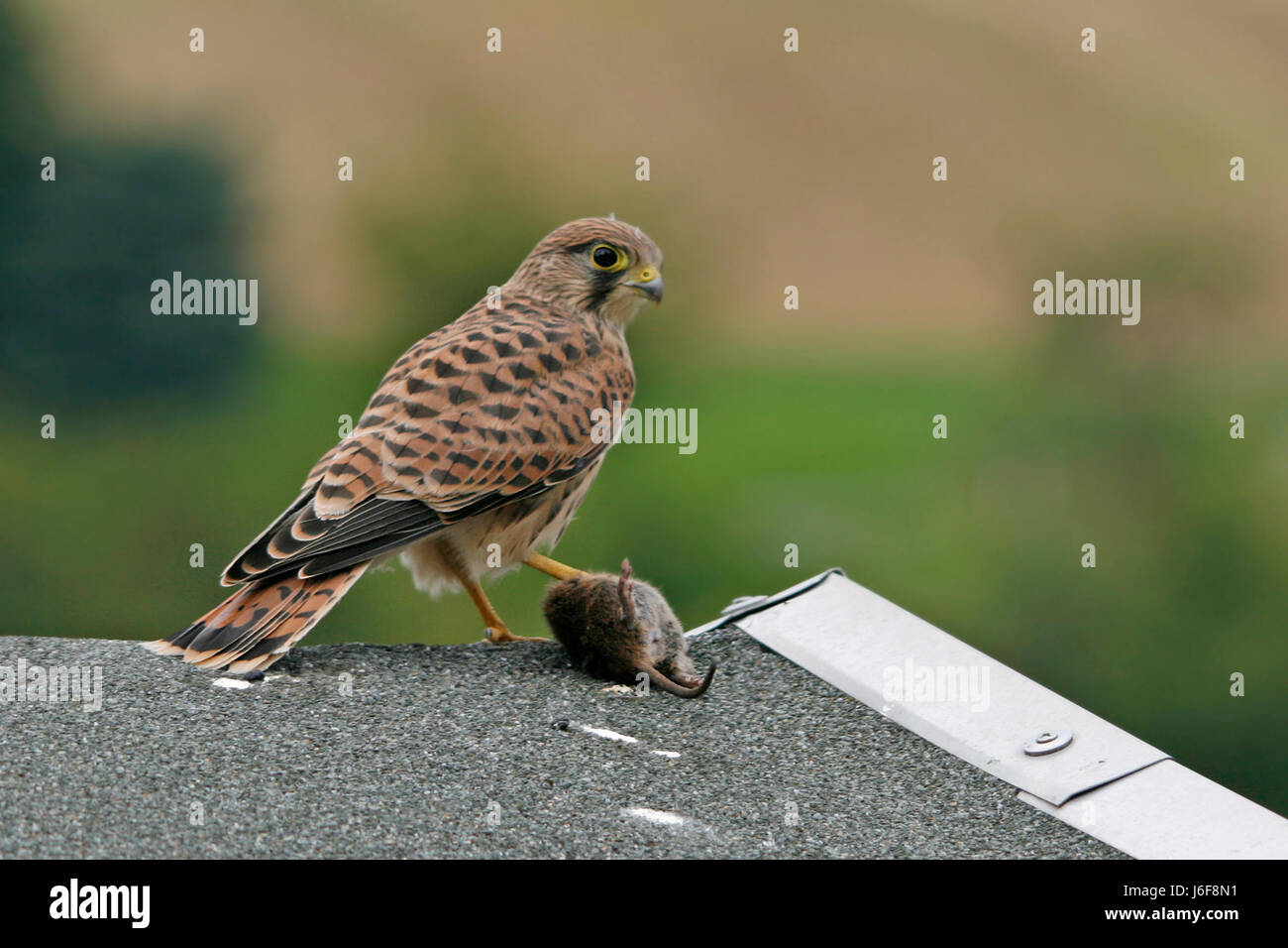 sits claws hold kestrel put sitting sit rooftop green raptor tail prey ...