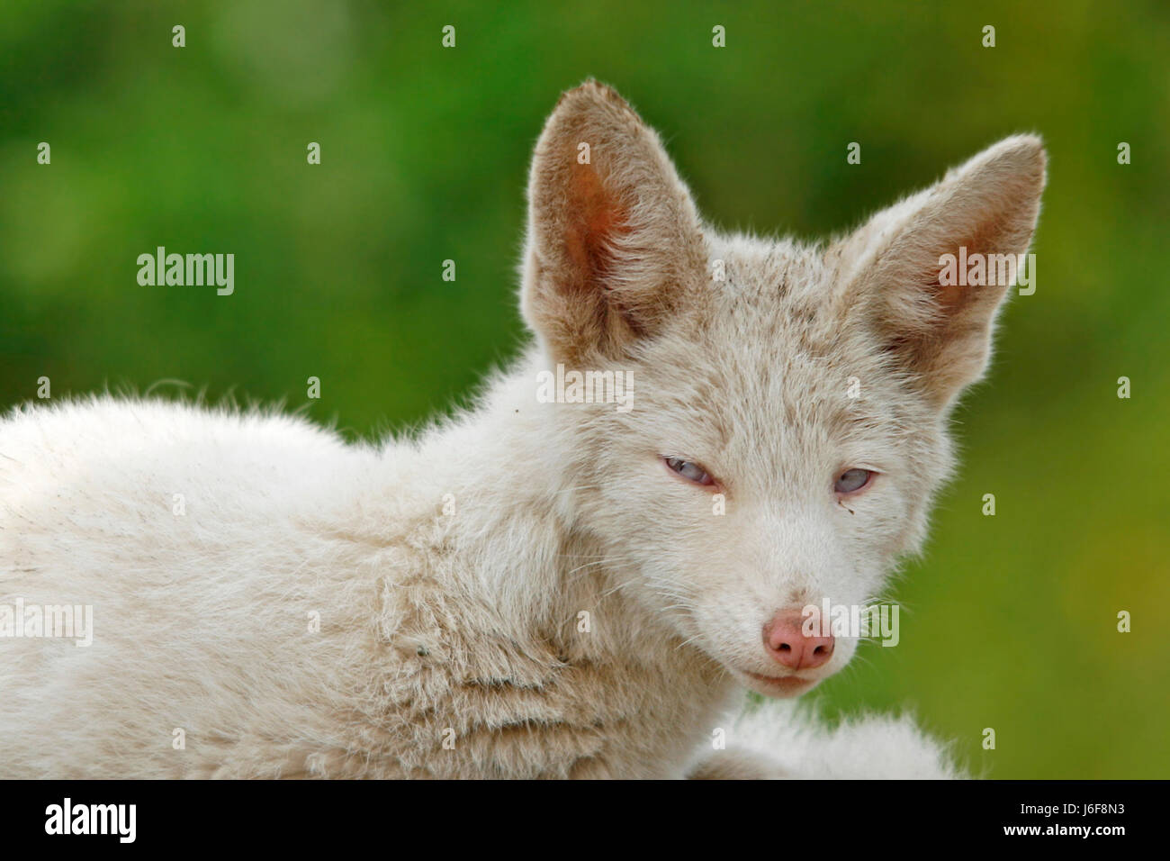 colour fox blue green eyes bluish fox backdrop background weiss ...