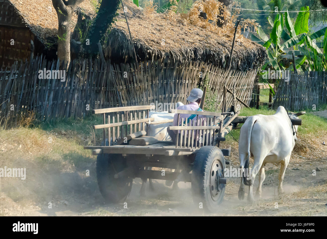 Bull pulling cart hi-res stock photography and images - Alamy