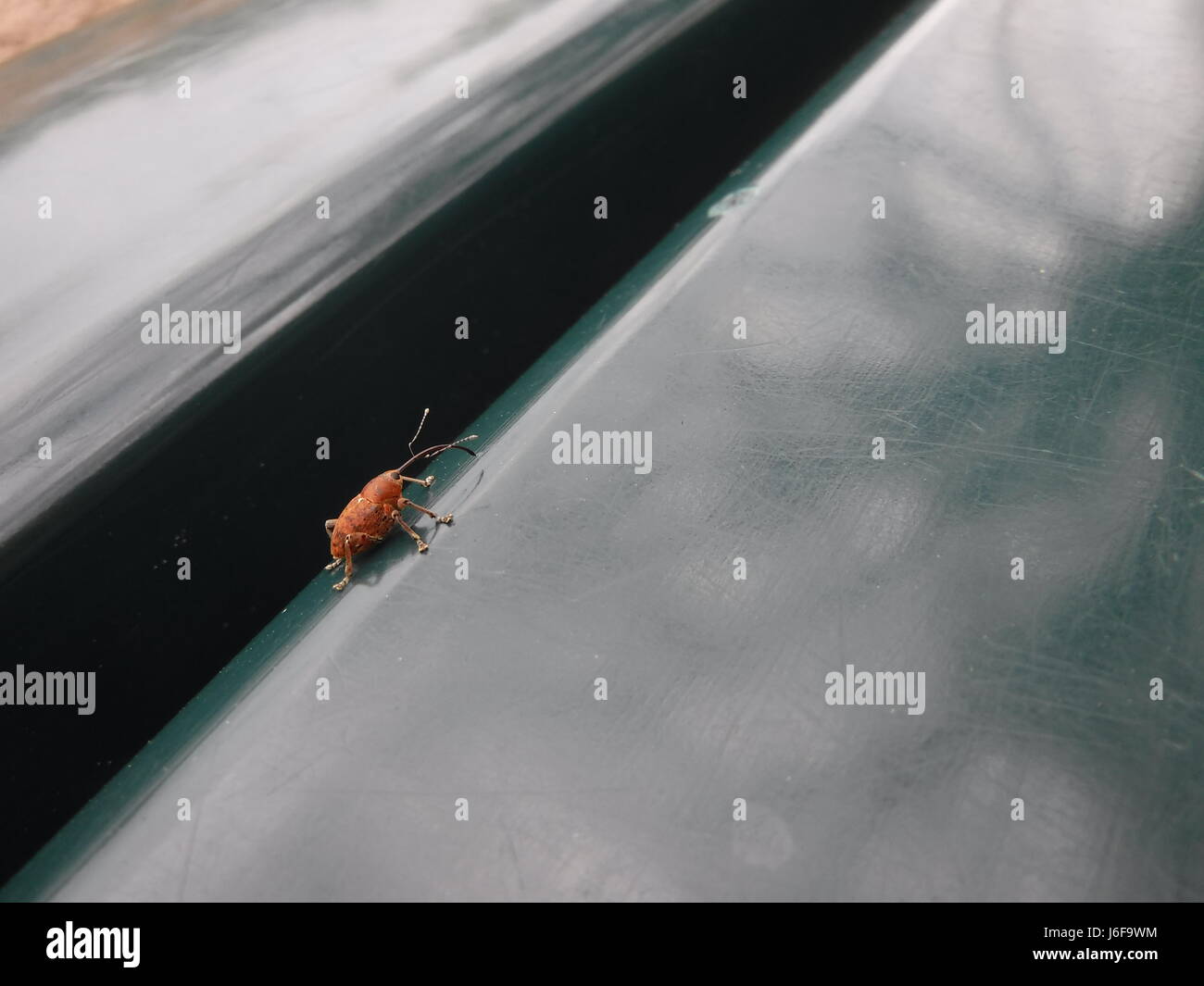 Orange weevil on park bench Stock Photo - Alamy