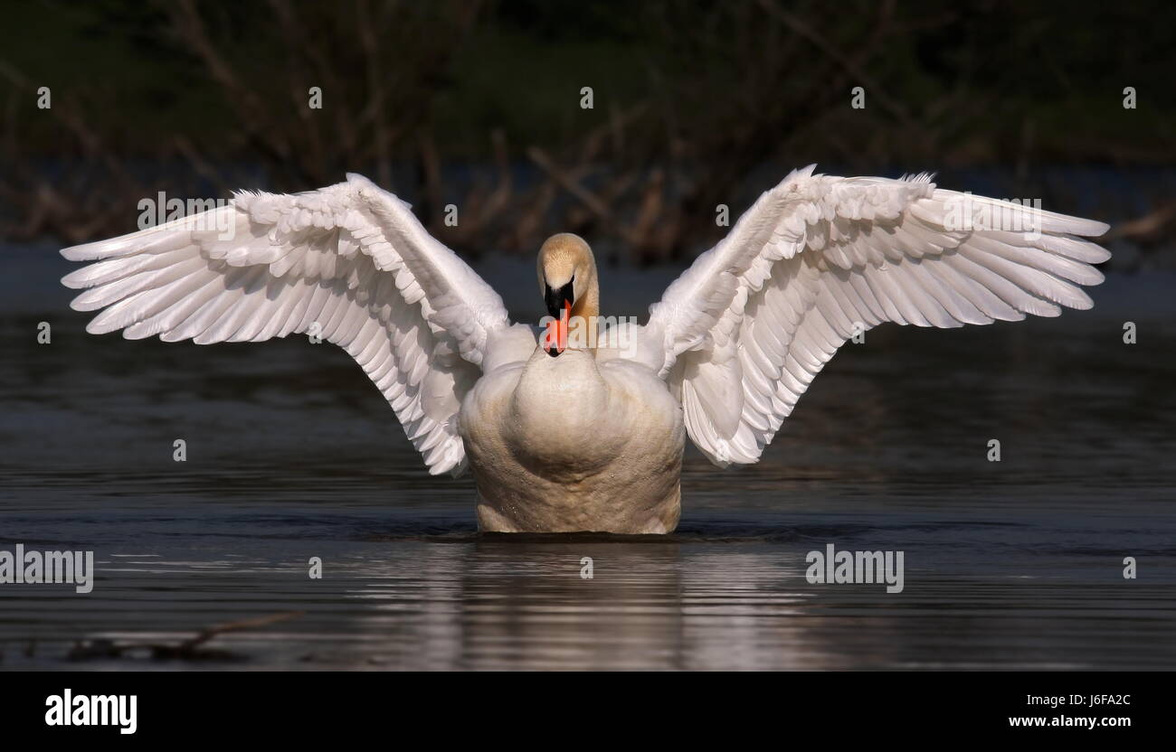swan wing feathers pale bright pure white snow white neck fly flies ...