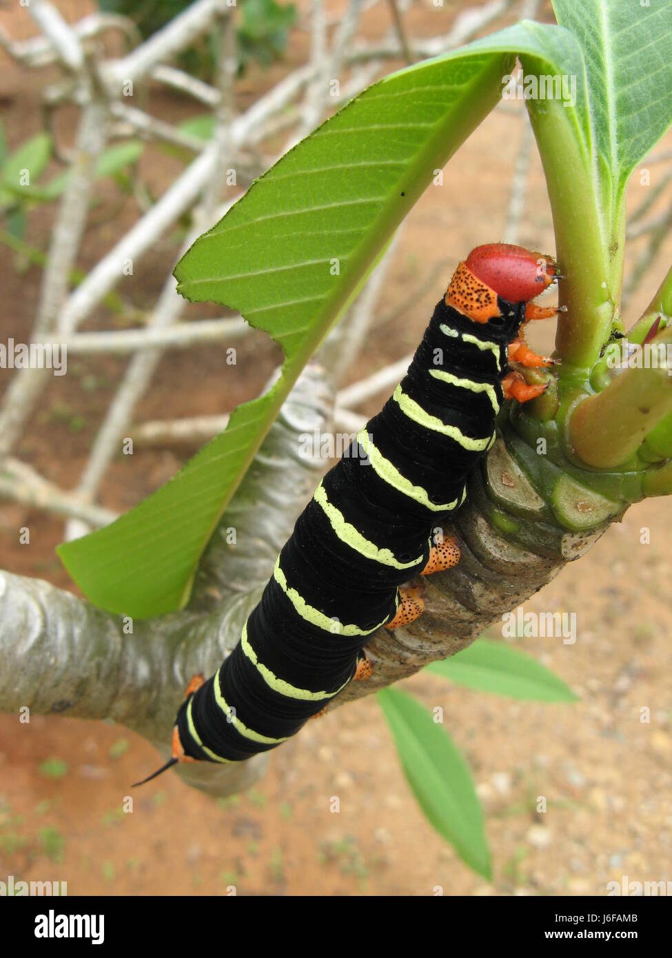 insect caterpillar larva cock chafer grub animal insect green larva ...
