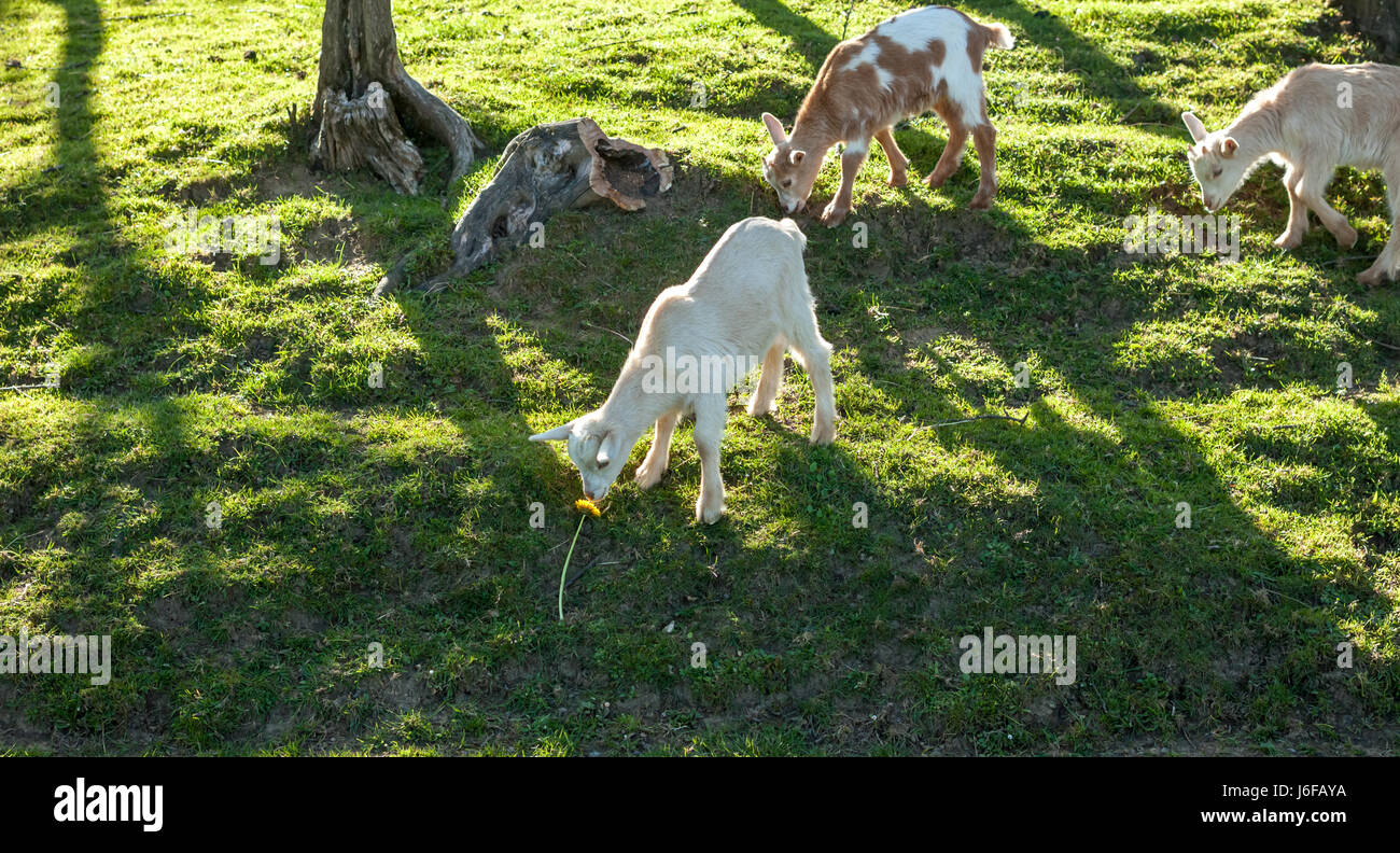 cozy goat farm green grass sunny day Stock Photo - Alamy