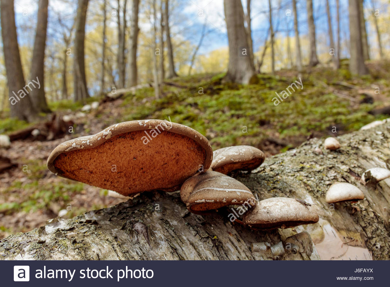 Mushrooms Growing On Birch Tree High Resolution Stock Photography and ...