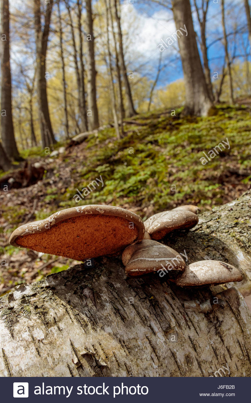 Mushrooms Growing On Birch Tree High Resolution Stock Photography and ...