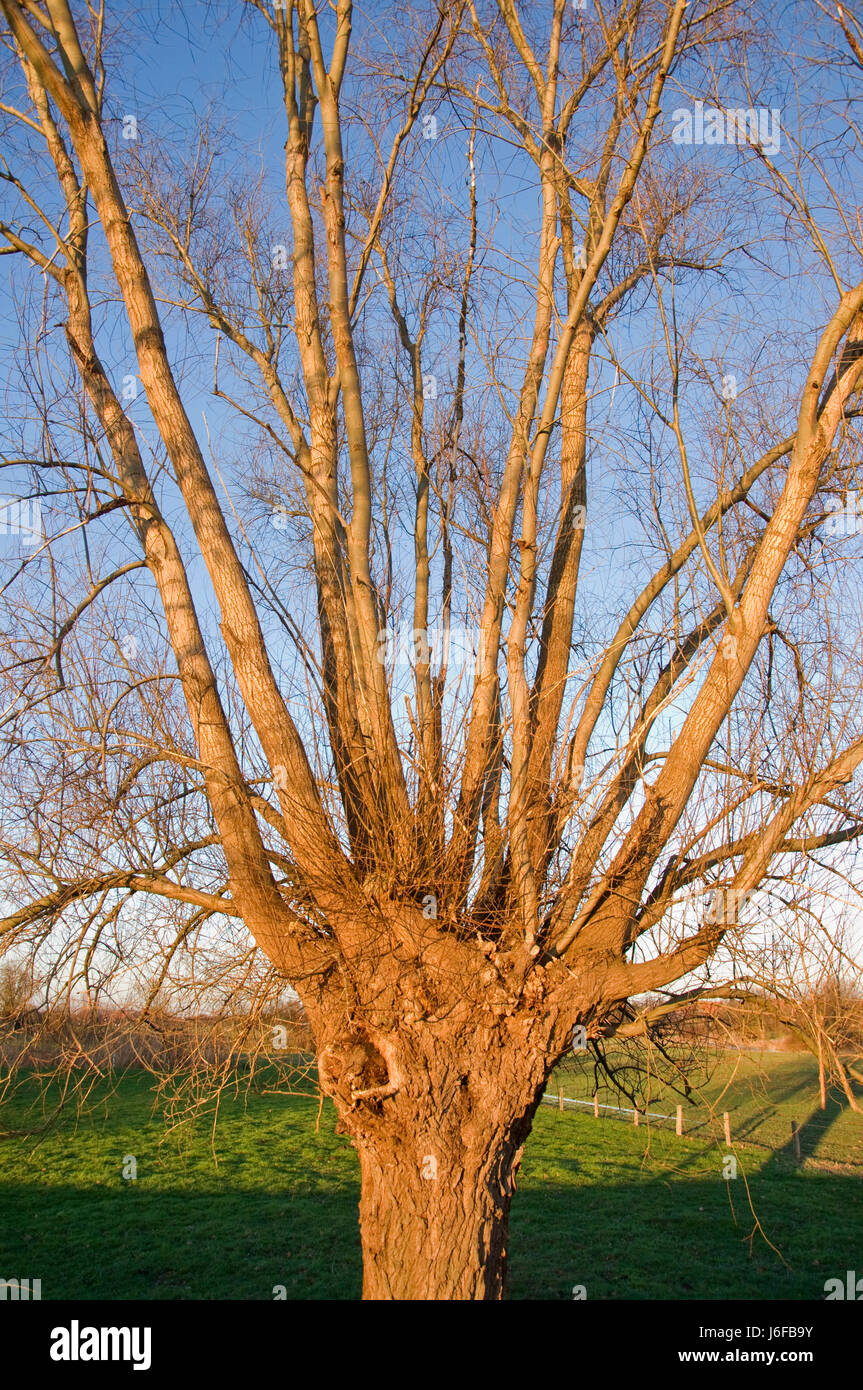 tree deciduous tree branches crown head of a tree sparse stinted nature ...