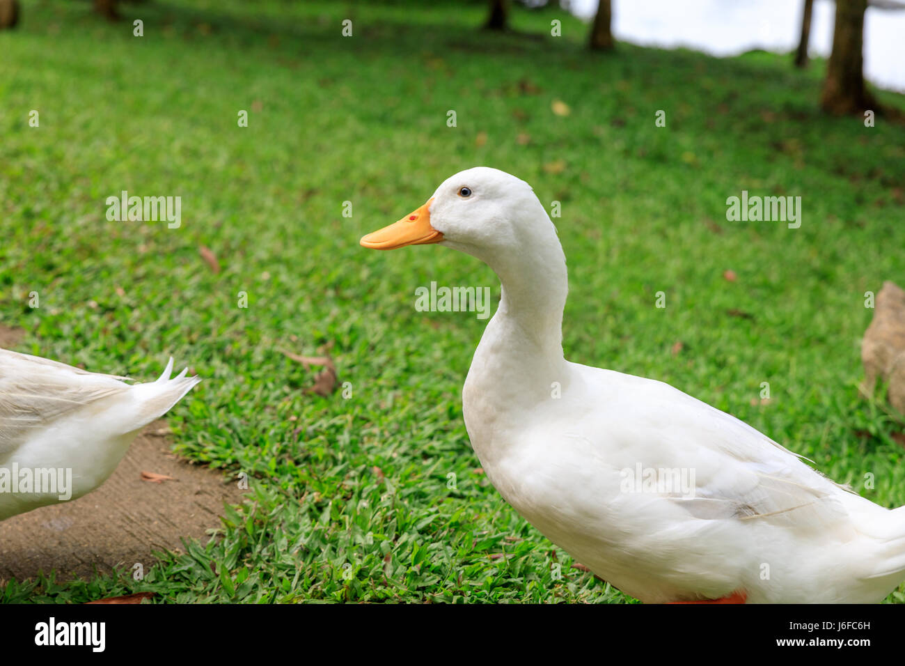 White ducks on the wild grass in the Philippines Stock Photo - Alamy