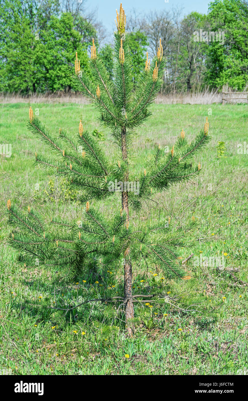 A small pine tree growing in a grassy meadow on the edge of an older ...