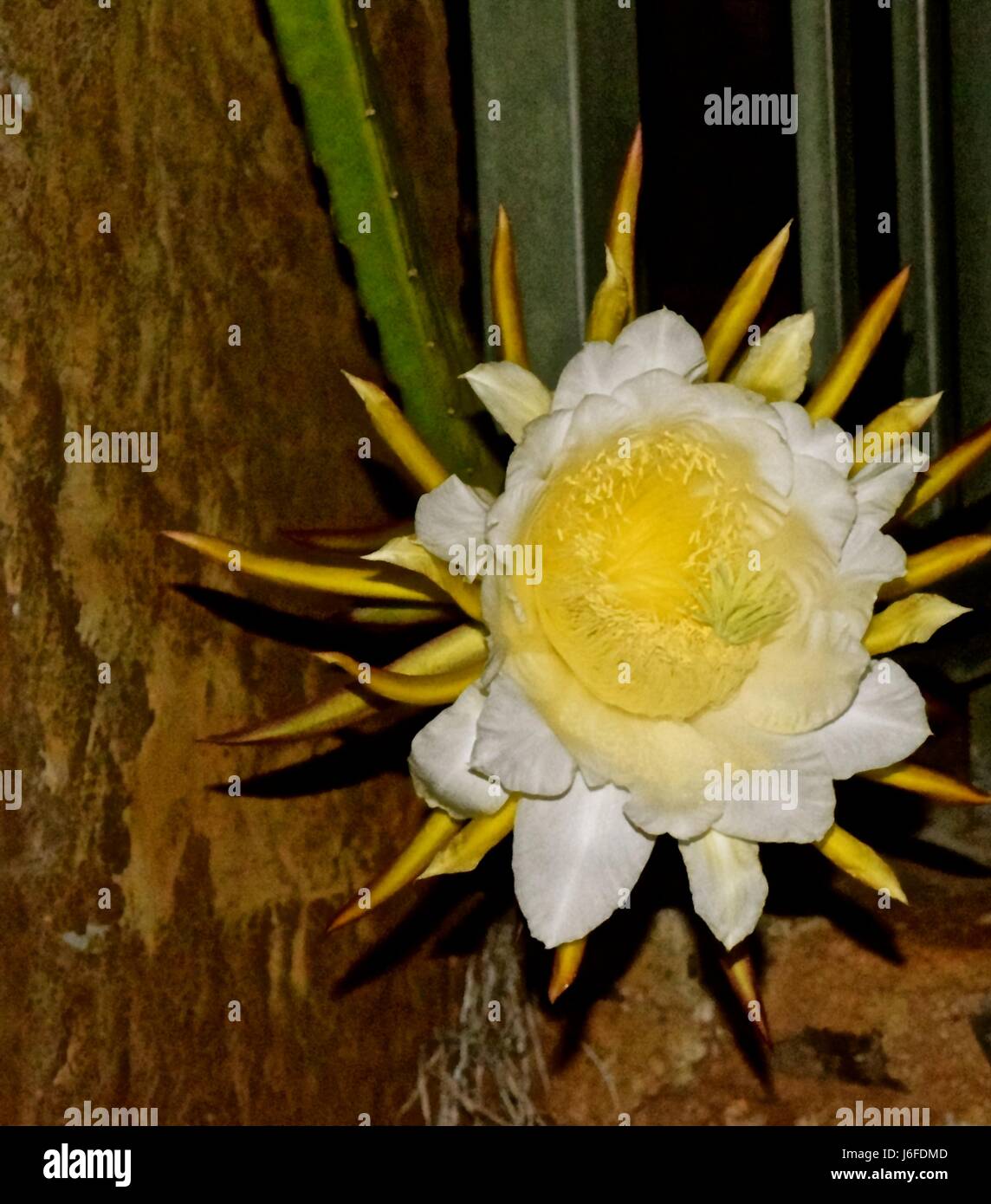 Pitaya flower hi-res stock photography and images - Alamy
