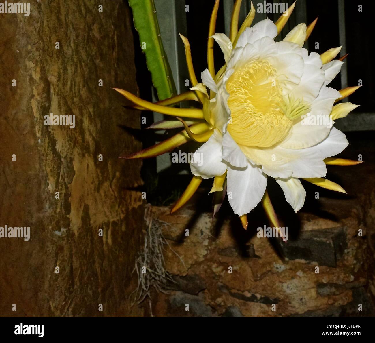 Pitaya Flower Stock Photos & Pitaya Flower Stock Images - Alamy