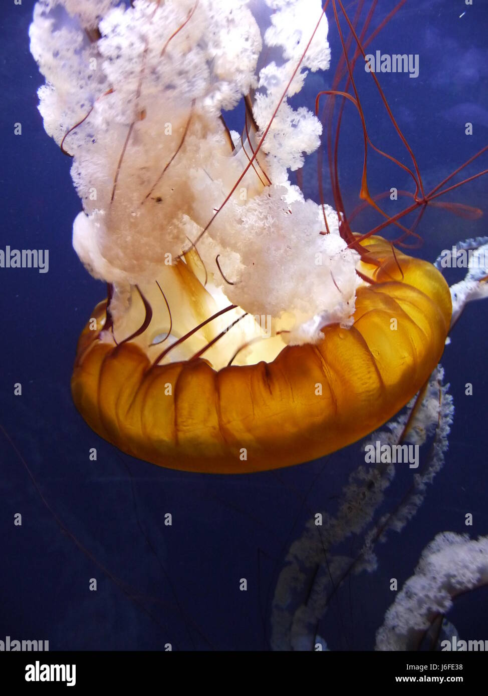 Slow motion jellyfish hi-res stock photography and images - Alamy
