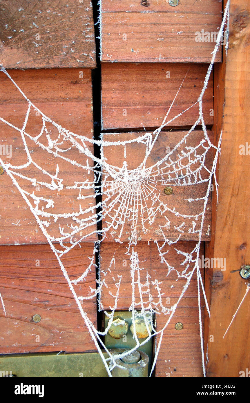 winter cold frozen net cobweb spiders web winter cold frozen net cobweb ...