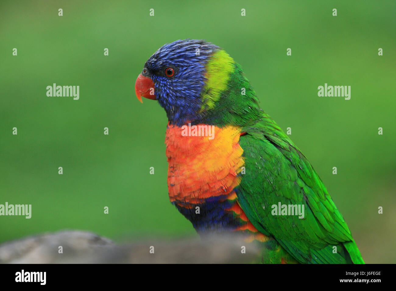 coloured colourful gorgeous multifarious richly coloured parrot bird ...