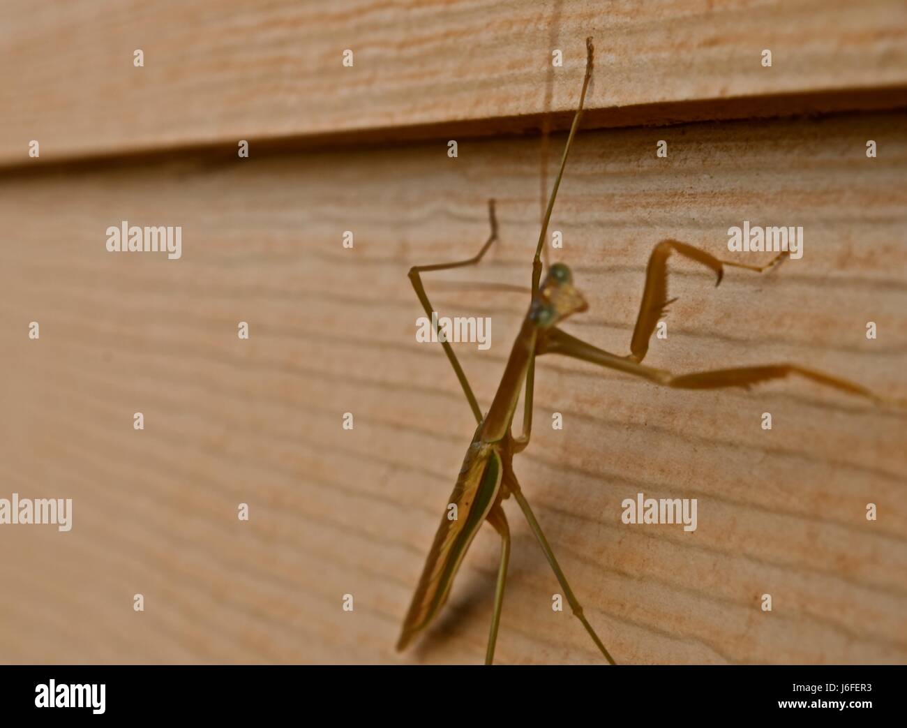Wingless stick insect hi-res stock photography and images - Alamy