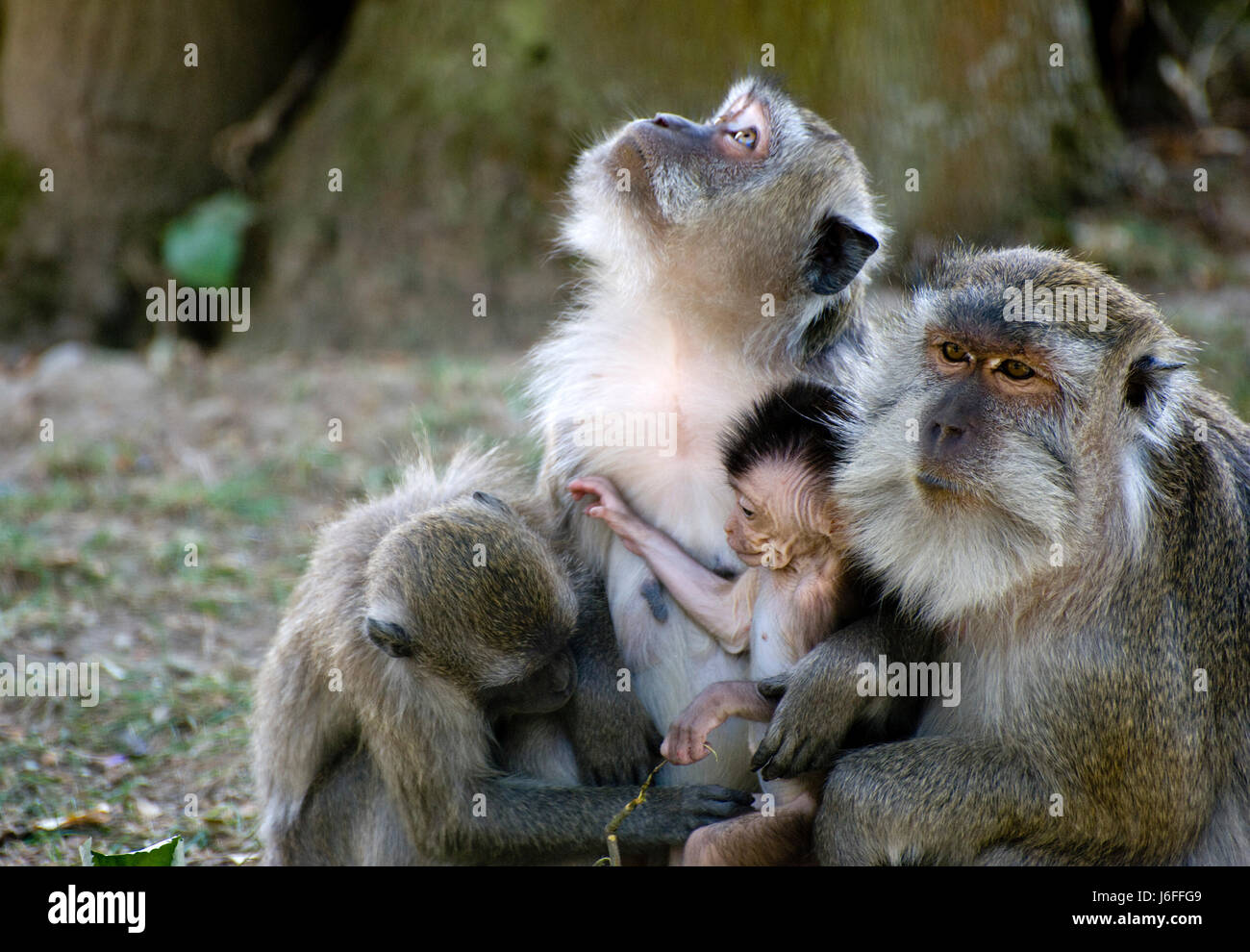 Mother father babies hi-res stock photography and images - Alamy