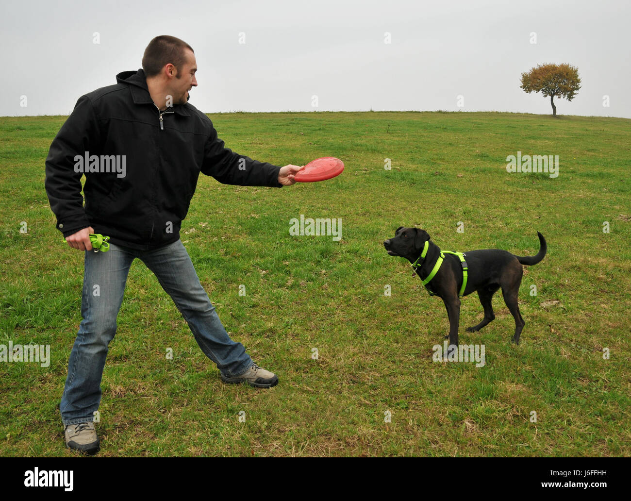 game tournament play playing plays played dog labrador man game ...